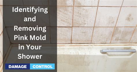 Identifying And Removing Pink Mold In Your Shower