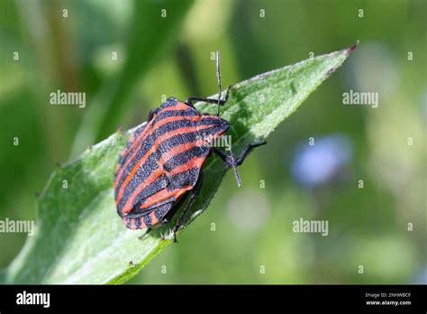 Graphosoma Lineatum Commonly Known As Striped Bug Or Minstrel Bug