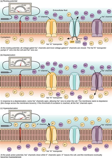 352a Nerve Impulse Transmission Within A Neuron Resting Potential