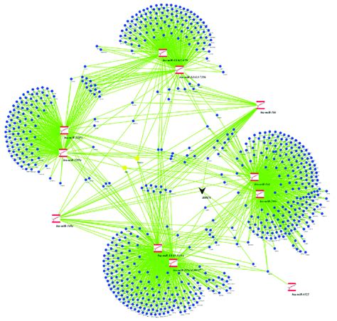Predicted Target Genes Of Mirnas In The Green Module And Important Hub