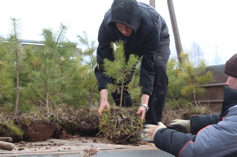 80 молодых сосен высадили в Дедовичах в рамках акции «Сад памяти