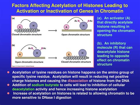 Ppt Iv The Role Of Chromatin Structure In Control Of Gene