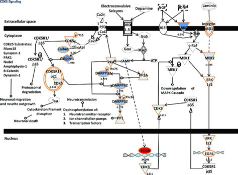 Cdk5 Signaling Pathway After Treating Suit 2 Cells With Fisetin Download Scientific Diagram