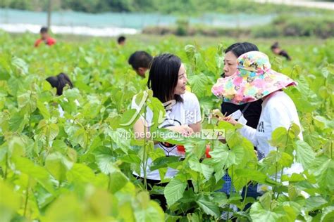 湖南靖州：桑葚园里来“解馋” 人民图片网