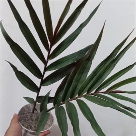 Kaempferia Parviflora Black Ginger Shopee Singapore