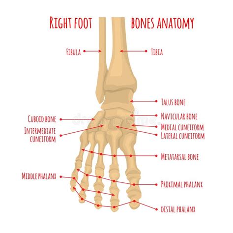Anatomybones Of The Human Foot Lateral View Stock Vector