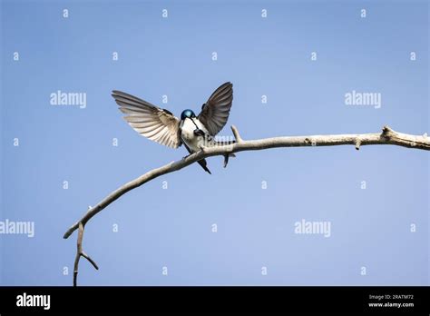 Tree Swallows Mating On An Extended Cottonwood Tree Branch Grand Teton National Park Wyoming