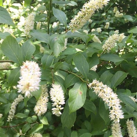 Itea Virginica