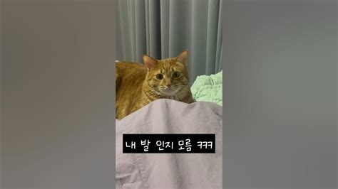 사냥에 실패하는 이유 Youtube