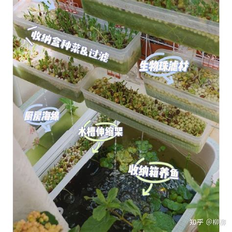 鱼菜共生， 鱼”是什么鱼， 菜”又是什么菜，鱼和菜关系怎么处理？ 知乎