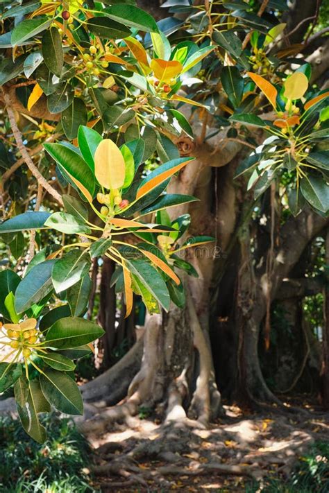 Ficus Macrophylla Trunk And Roots Close Up Stock Image Image Of Large Exotic 282354383