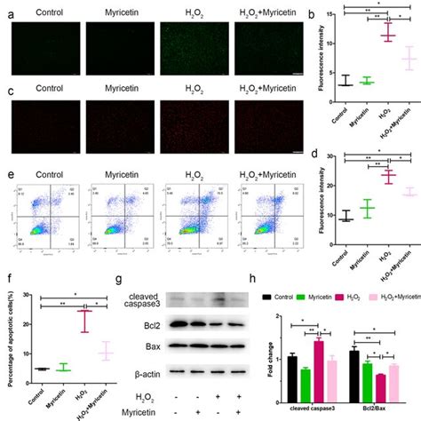 Myricetin Attenuated Ogd Induced Ht22 Cell Apoptosis A Flow Cytometry