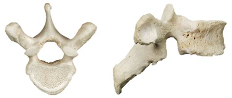 Thoracic Labeling Diagram Quizlet