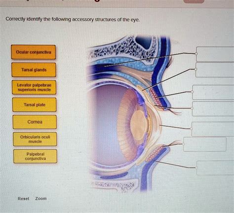 Solved Correctly Identify The Following Accessory Structures Of The Eye Ocular Conjunctiva