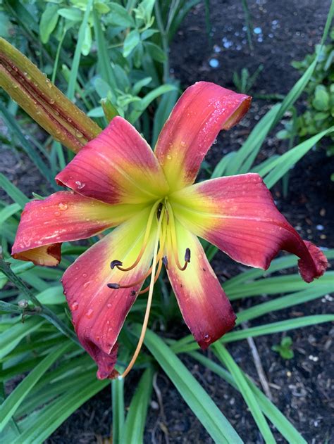 I LUV LUCY Blue Barn Daylilies
