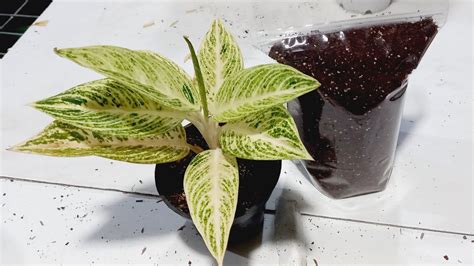 Repotting Aglaonema Dengan Cocomice Youtube