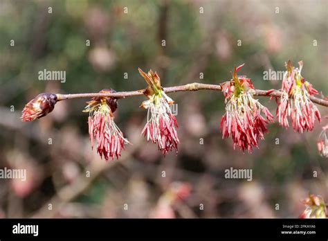 Clusters Of Small Red Flowers Of Euptelea Pleiosperma Tree In April Or