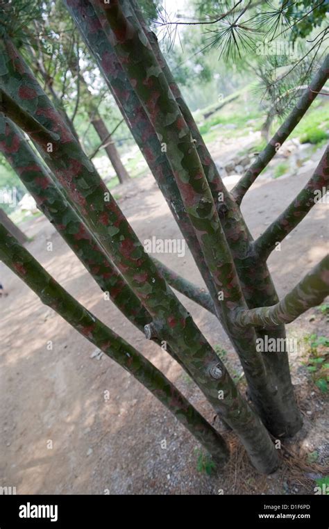 Colorful Tree Bark Stock Photo Alamy