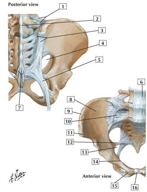 Bones And Ligaments Of Pelvis Netter P 337 Diagram Quizlet