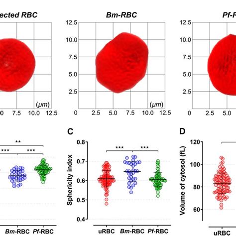 Reconstructive Iso Surface And Morphological Parameter Calculation A