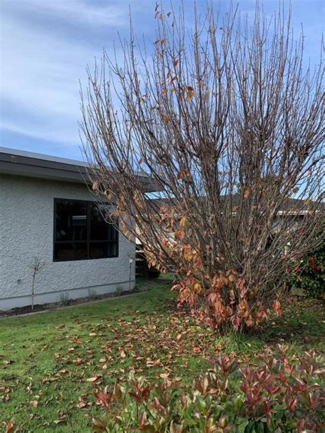 Tree Trim 752894 Builderscrack