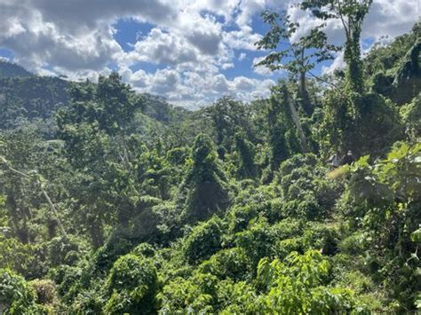 Best Trails Walks And Paths In El Seibo Alltrails