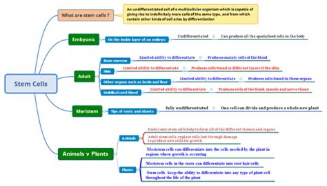 Ks4 Biology Mindmap Stem Cells Example E Uk