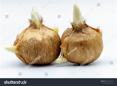 Corm Vs Bulb