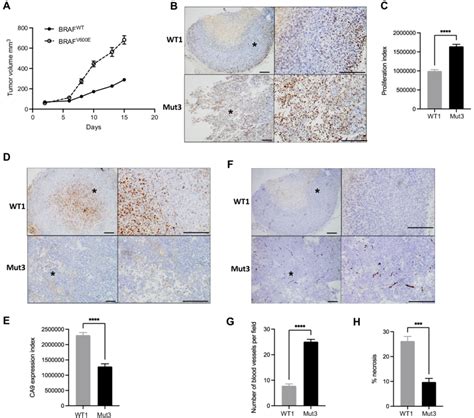 Braf V600e Melanoma Xenografts Grow More Rapidly Than Isogenic Braf Wt Download Scientific