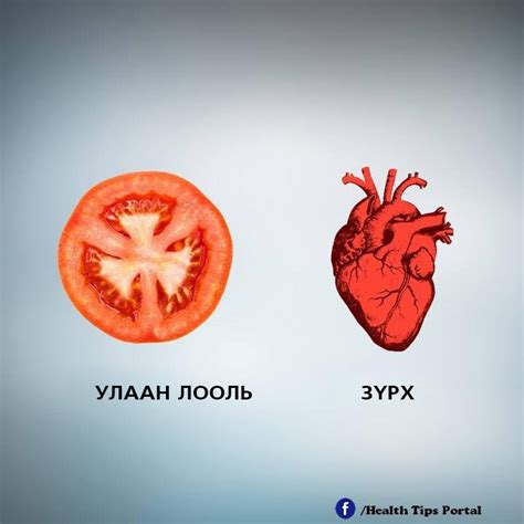 Ижил бүтэцтэй эрхтэндээ эергээр нөлөөлдөг жимс ногоо