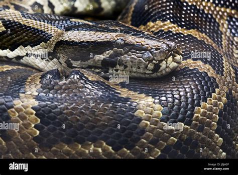 Dunkler Tigerpython Banque De Photographies Et Dimages Haute