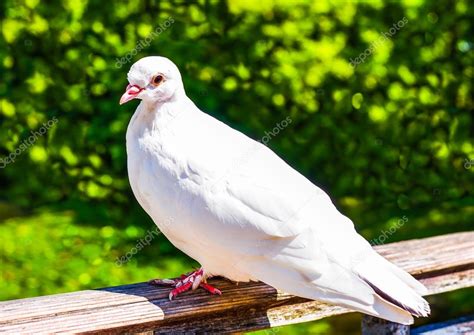 Paloma Blanca — Fotos De Stock 86309592