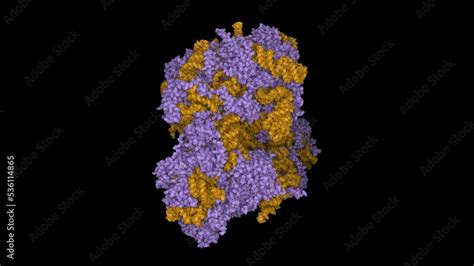 The Structure Of The Eukaryotic Ribosome Ribosomes Translate Genetic Information Encoded By