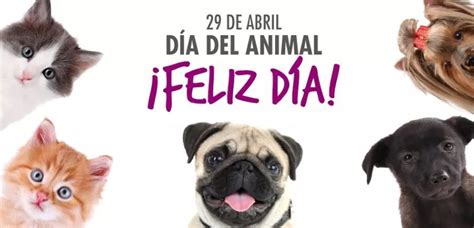 Día del Animal cómo tener un buen vínculo con nuestros fieles amigos Weekend