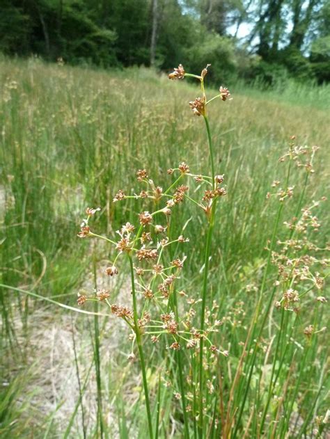 Juncus Subnodulosus Alchetron The Free Social Encyclopedia