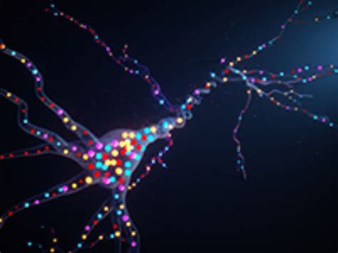 Real Time Neuron Segmentation For Voltage Imaging Synthetic