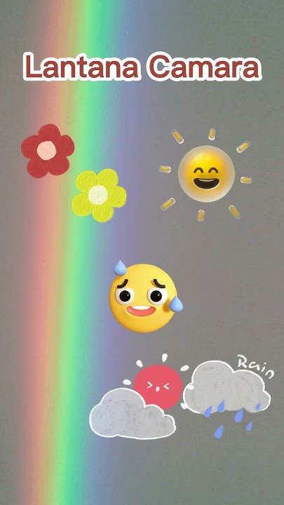 Lantana Camara لانتانا كمارا Youtube