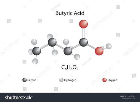 Molecular Formula Butyric Acid Chemical Structure Stock Vector Royalty