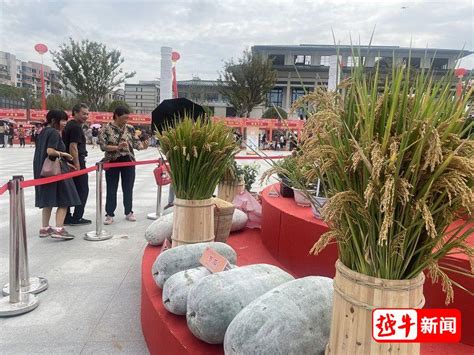 农民丰收节新昌看丰景 绍兴网
