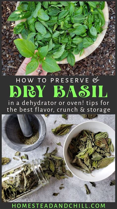 Preserving Basil How To Dry Basil In A Dehydrator Or Oven Recipe
