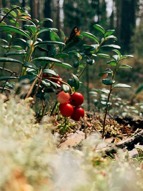 Cowberry Vaccinium Vitis Idaea 건강 건강한 식생활 과일 과일 클러스터 관목 노르딕 베리 링곤 베리 링곤베리 건강 링곤베리 과일