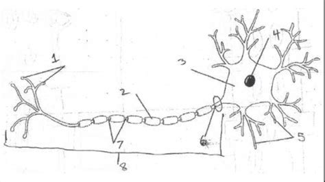 Nerve Impulse Diagram Quizlet