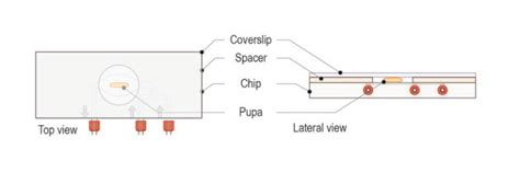 Protocol For Drosophila Pupa Cherry Biotech