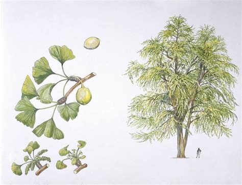 小树的影子怎么画 人和影子的简笔画 儿童画树影子怎么画 第5页 大山谷图库