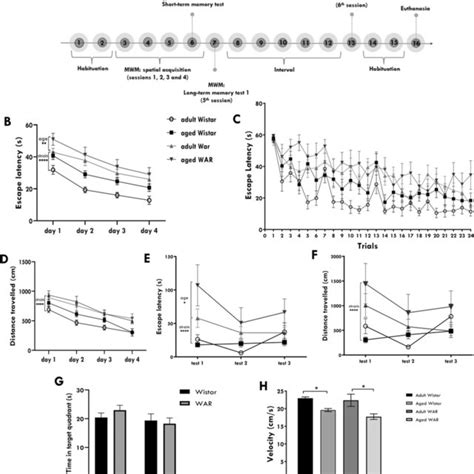 Spatial Navigation Performance Of Adult And Aged Rats In The Morris