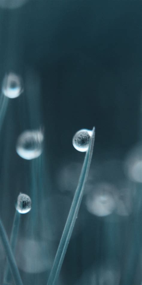Bokeh Water Drops Grass Wallpaper Wallpaper 1080x2160