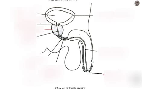 Urinary System 2 Diagram Quizlet