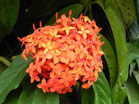 351 সেরা ফুলের ছবি বিদেশি ফুলের ছবি ফুলের ছবি ও পিকচার