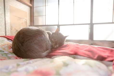 小春日和の意味 いつの季語・時候の挨拶として使うか調べてみた 田舎暮らしブログ