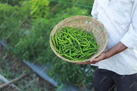 Premium Photo Fresh Green Chilli In Tree